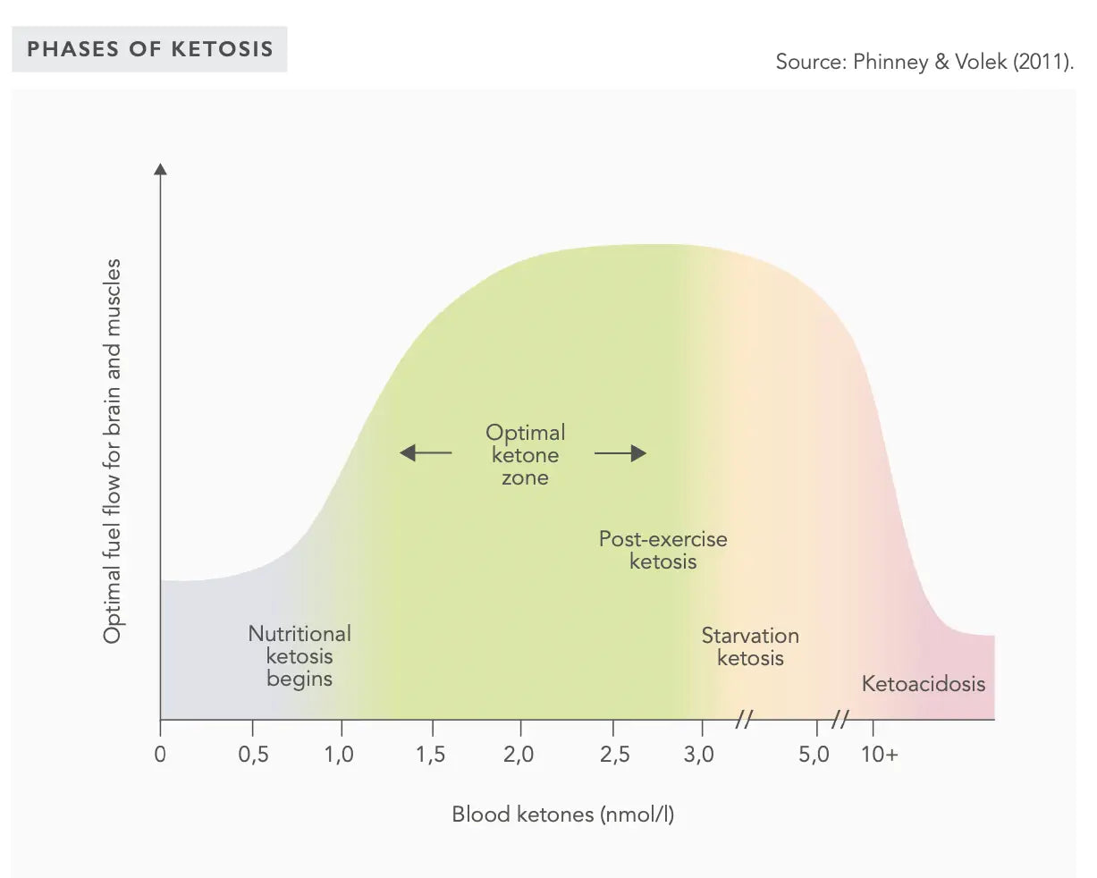Measuring Ketosis - How To Monitor Your Ketosis Accurately? – HOLOLIFE ...